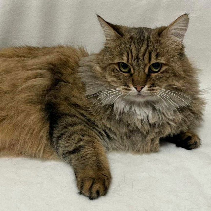 Сибирская кошка, взрослая