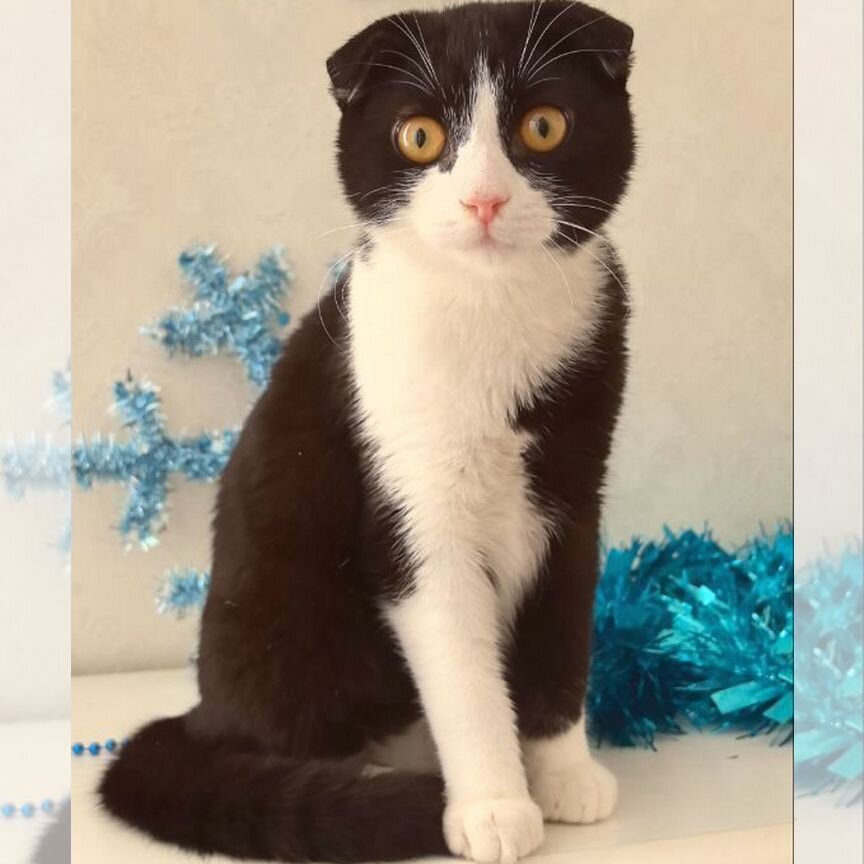 Шотландский вислоухий короткошёрстный котёнок