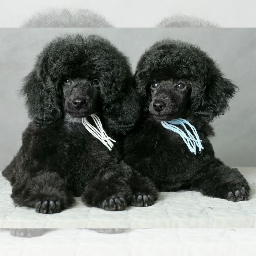 Той-пудель, щенок