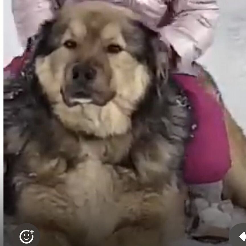 Среднеазиатская овчарка, взрослая собака