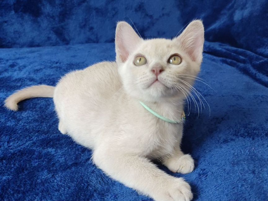 Бурманские котята