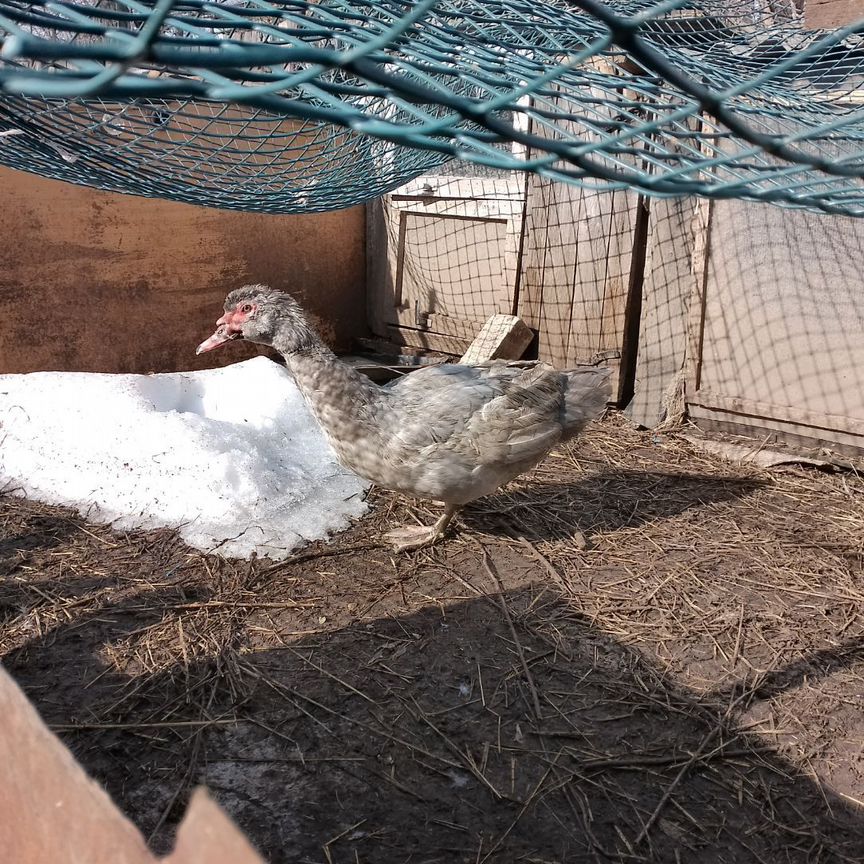 Продам индоутку, сомец