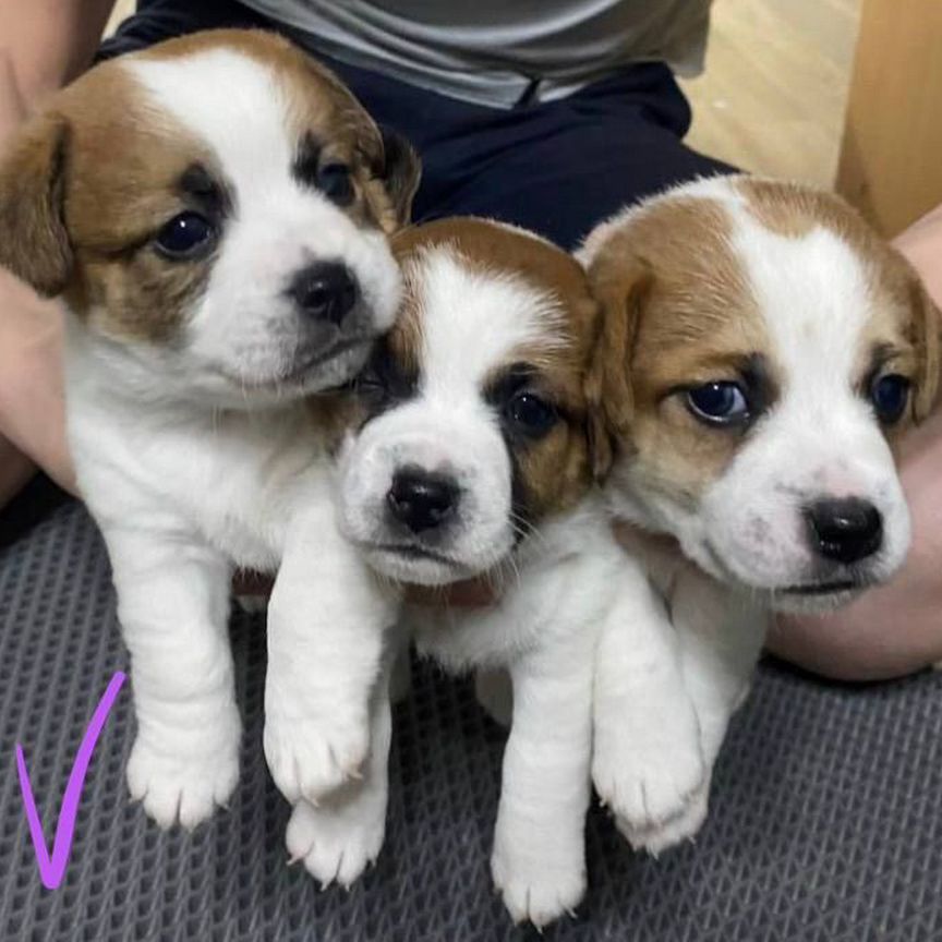 Джек-рассел-терьер, щенок