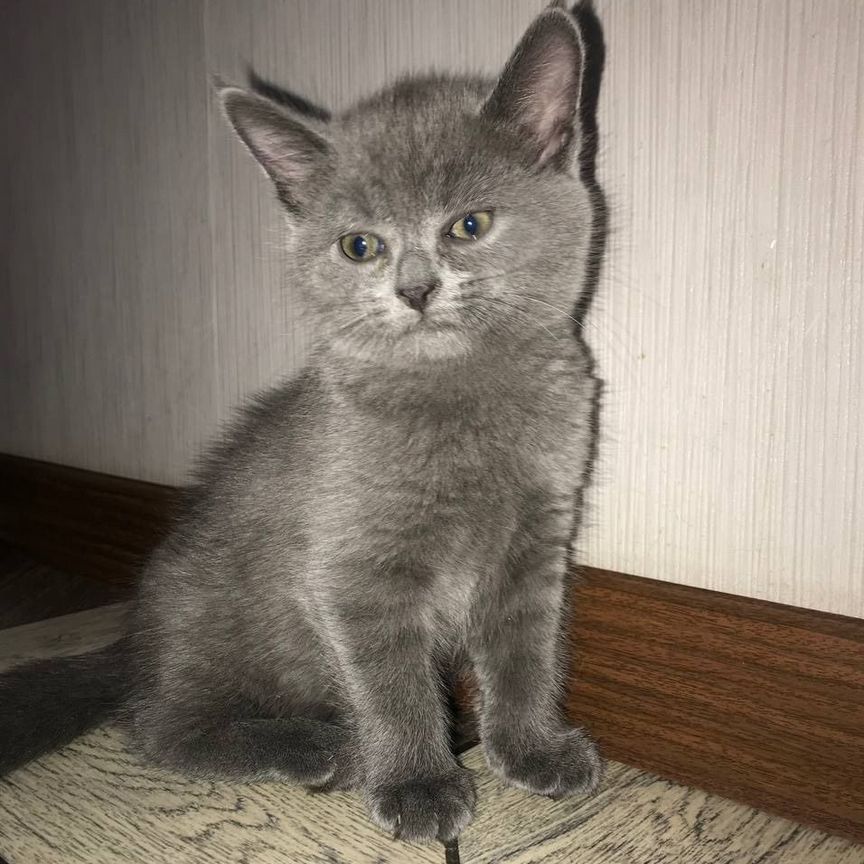 Британский Котенок