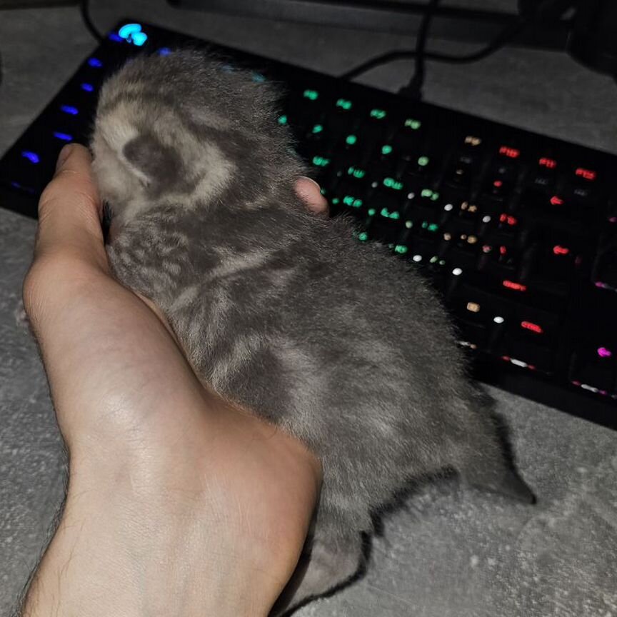 Шотландские котята