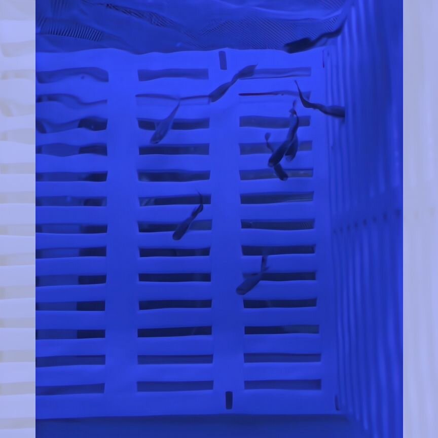 Аквариумные рыбки