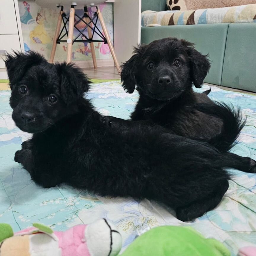 Щенок в добрые руки