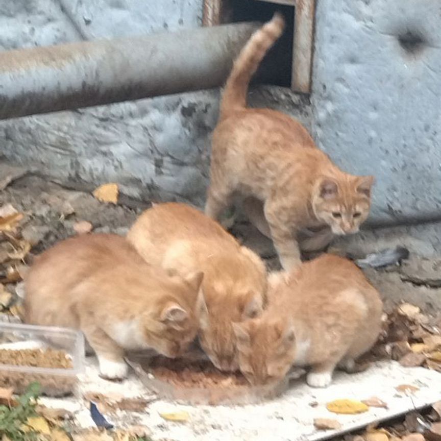 Котята в добрые руки бесплатно