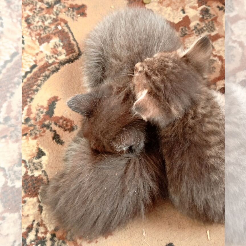 Отдам котят в хорошие добрые руки