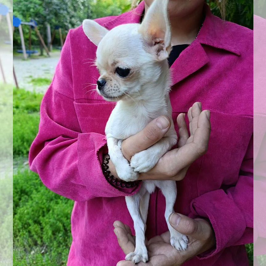 Щенки чихуахуа