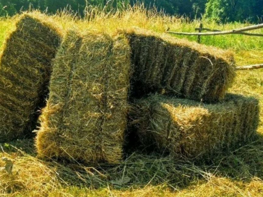 Сено луговое в тюках