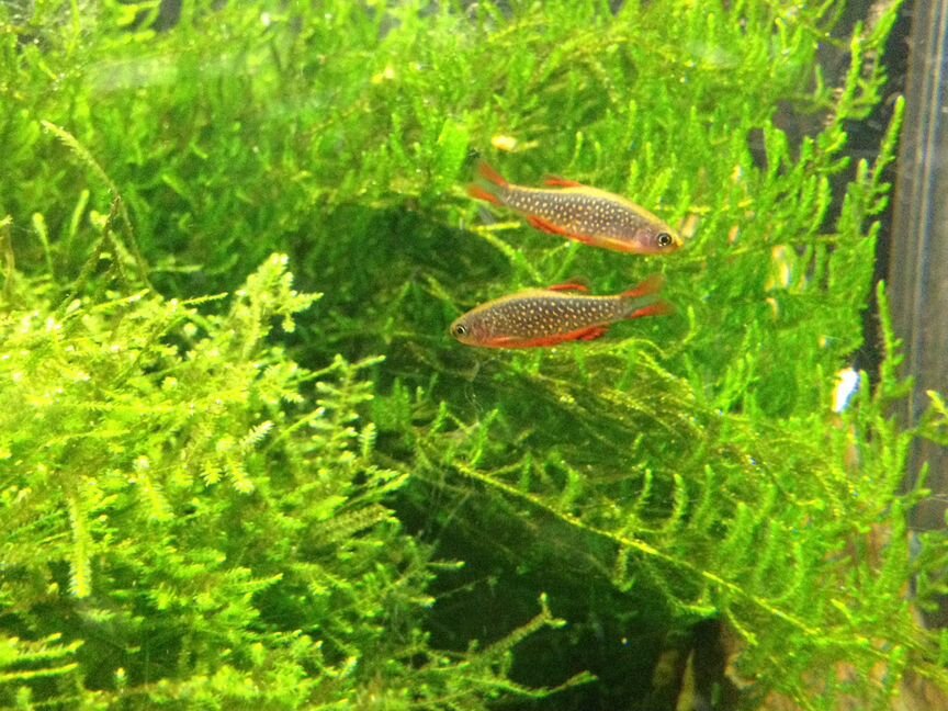 Микрорасбора галактика