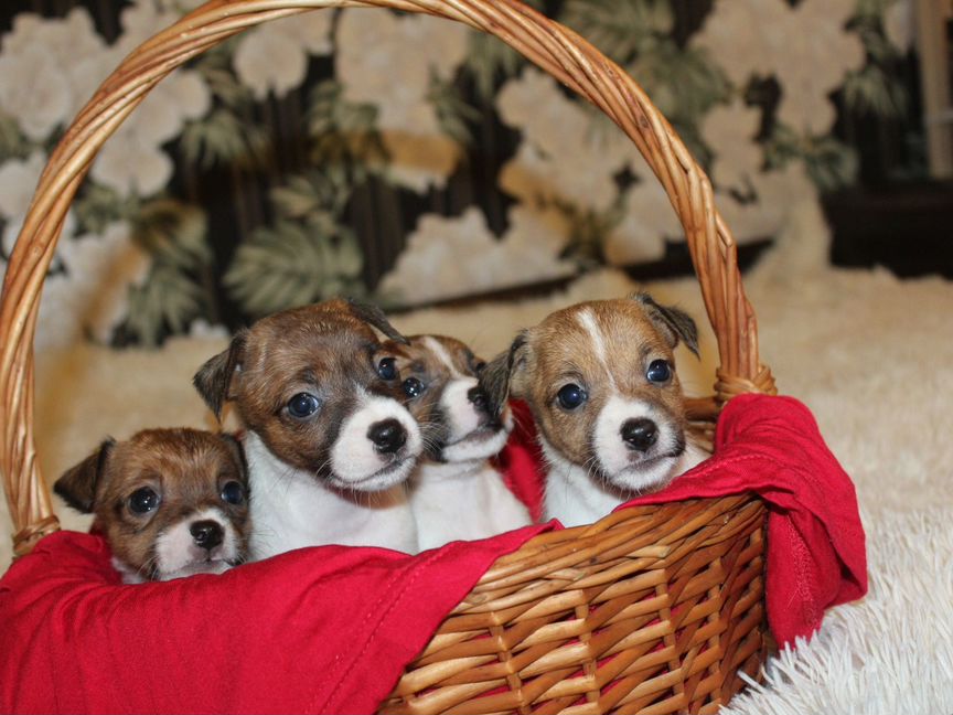 Девочки Джек Рассел терьер