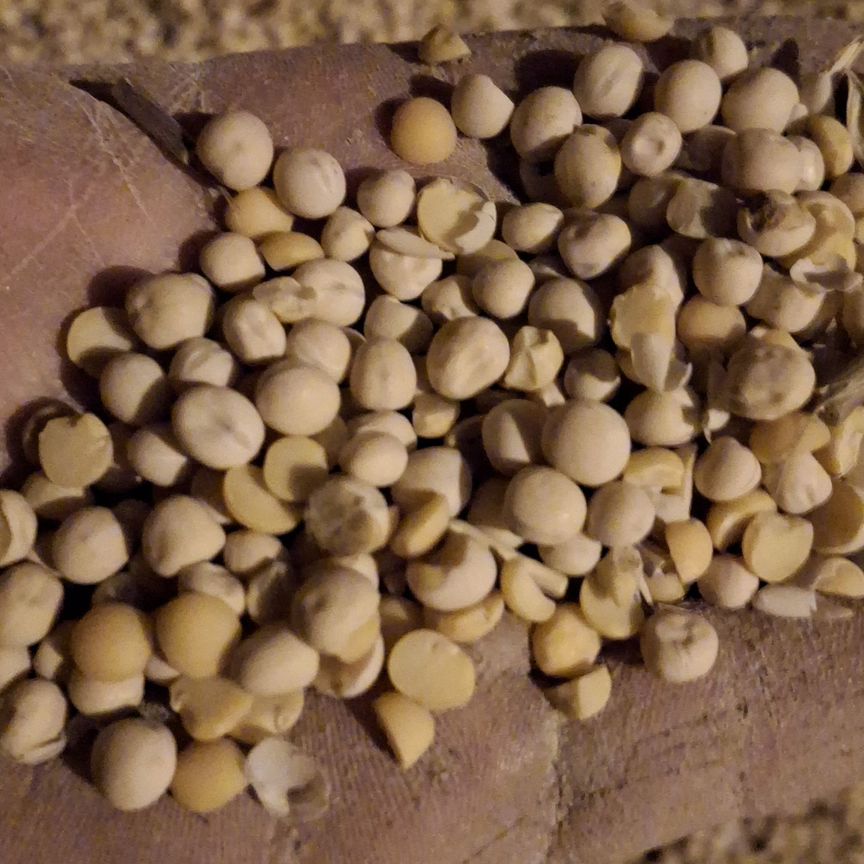 Горох кормовой