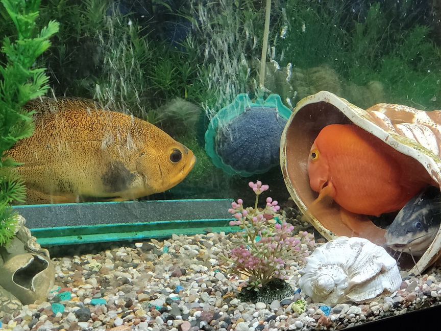 Отдам бесплатно астронотус, 6 лет