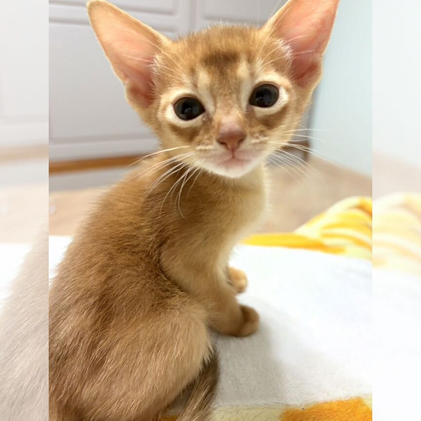 Абиссинский котёнок