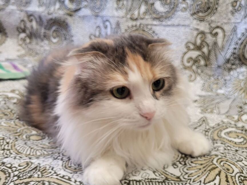 Шотландская вислоухая кошка бесплатно