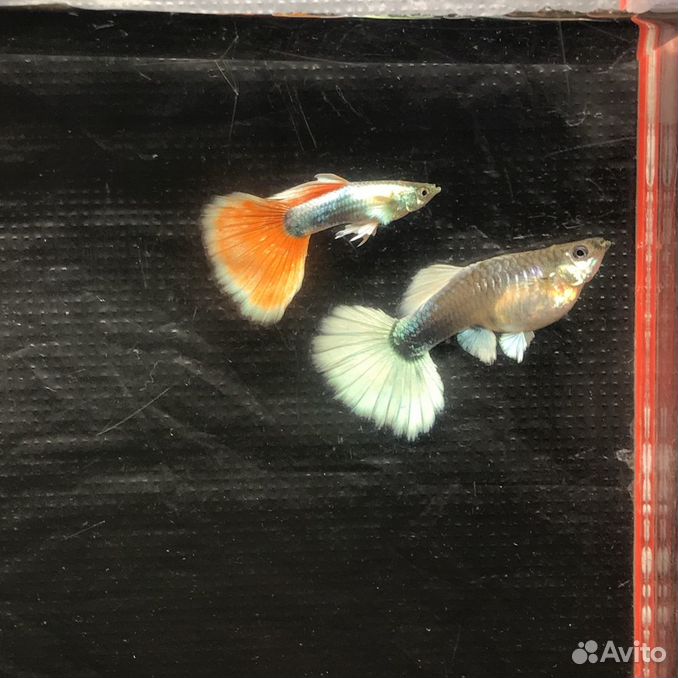 Гуппи чистая линия (3 вида )