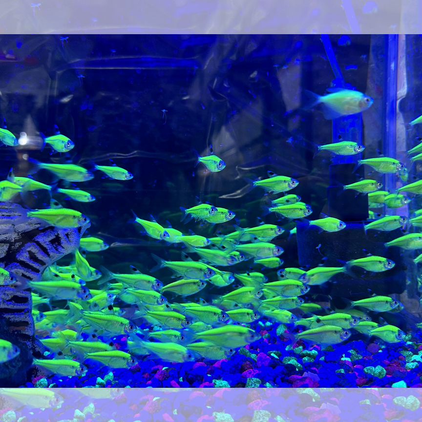 Аквариумные рыбки пристелла глофиш