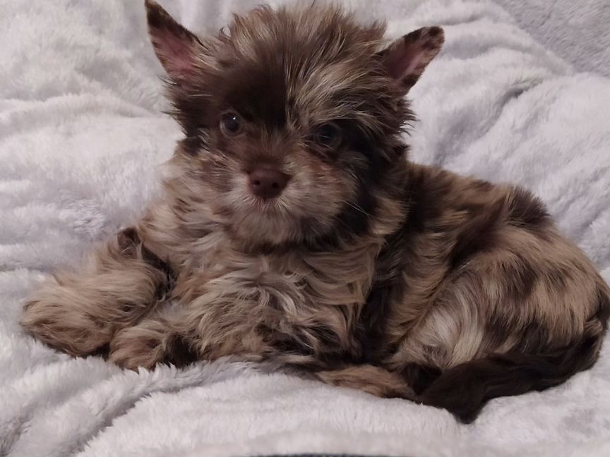 Девочка Шоко Мерле. Стандарт