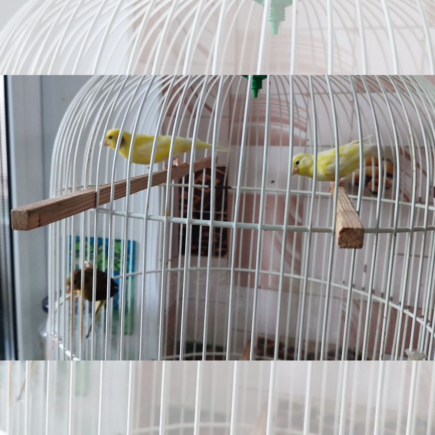 Кенара и канарейки