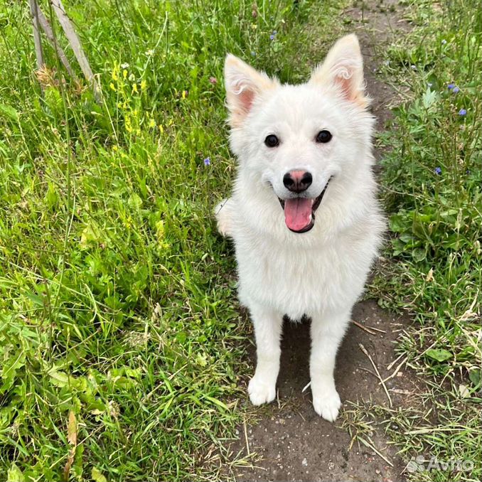 Щенок 10 мес в добрые руки