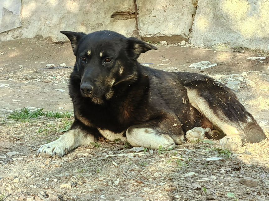 Пёс Собака Барбос