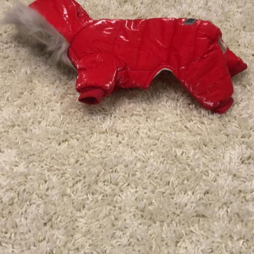 Комбинезон на той терьера