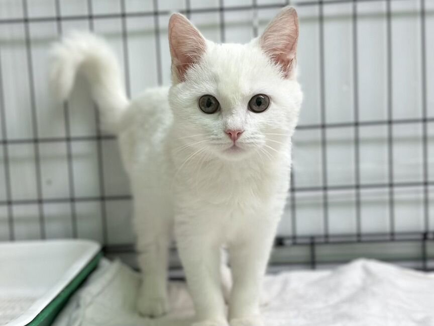 Абсолютно белый котёнок в добрые руки