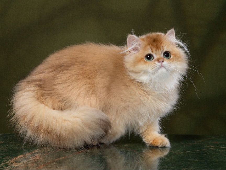 Британские котята золотая шиншилла