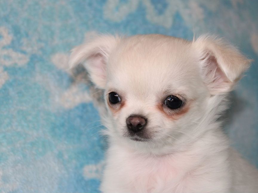 Длинношерстные девочки чихуахуа