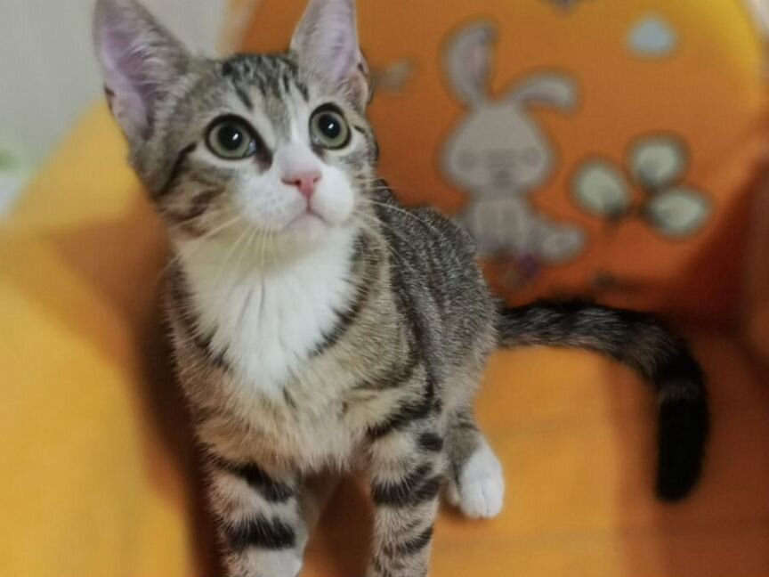 Ласковый ручной котёнок Веня в дар