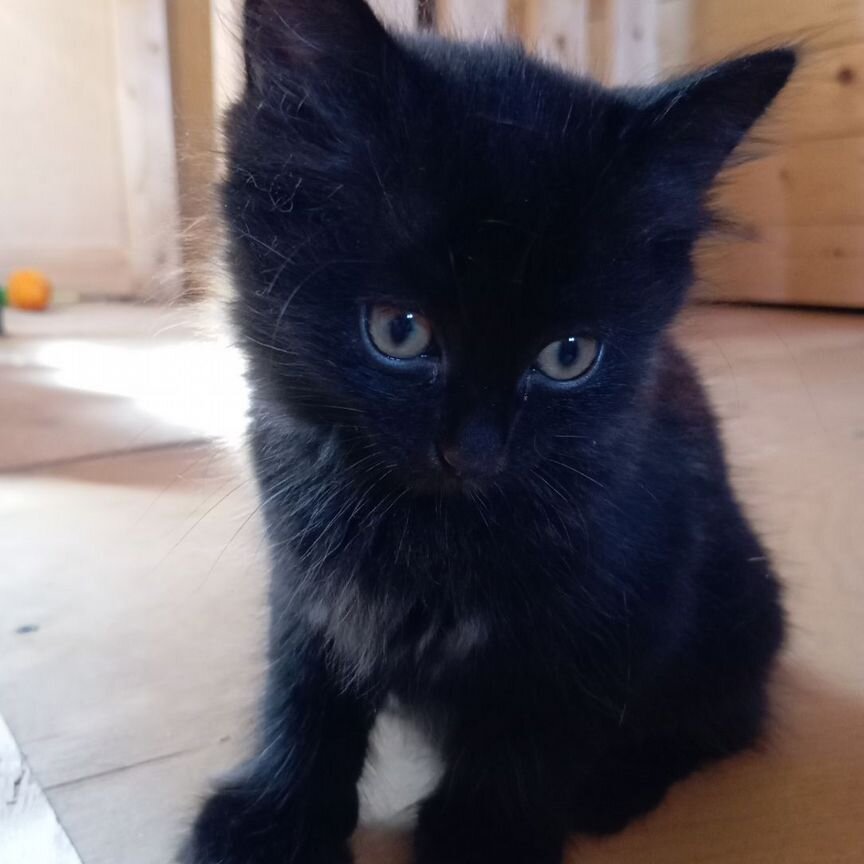 Котята