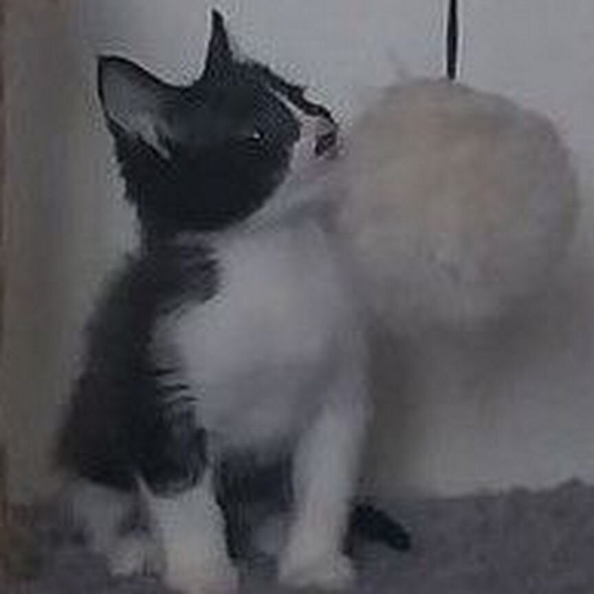 Сибирский котёнок