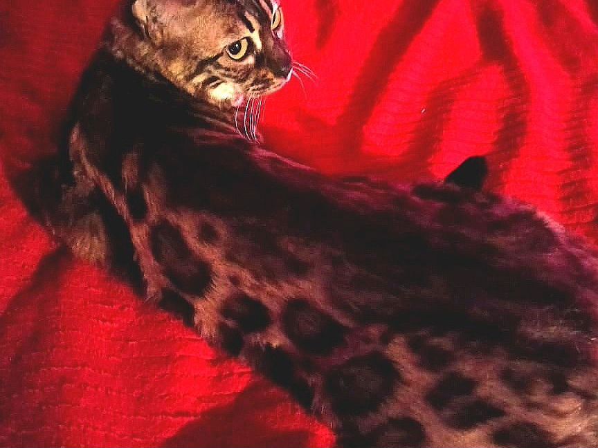 Бенгальская кошка