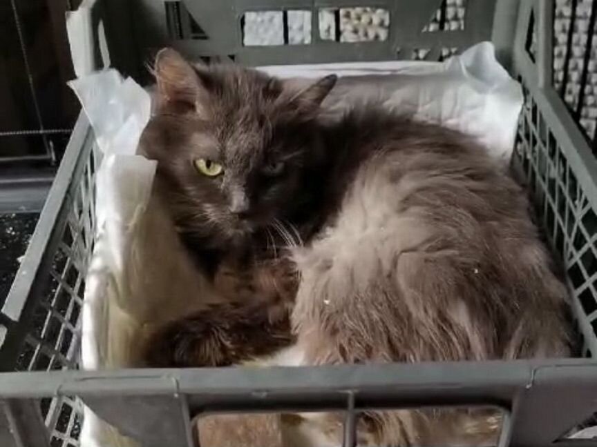 Кошке с тяжелой судьбой нужна семья