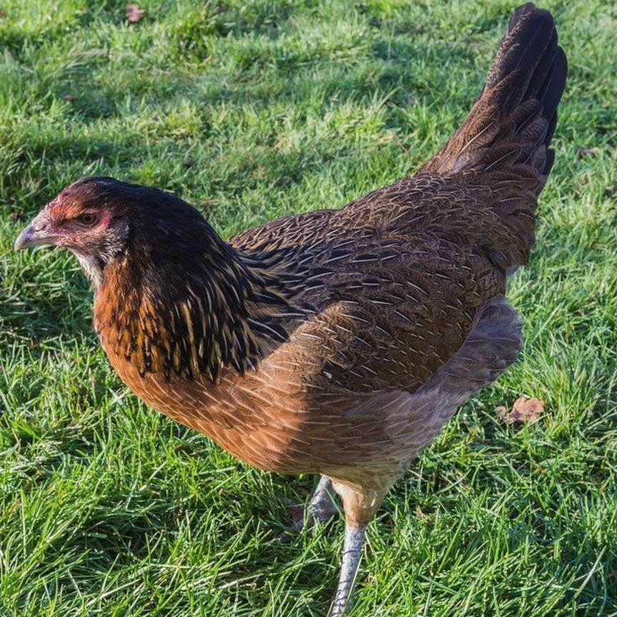 Куры Несушки с доставкой с доставкой