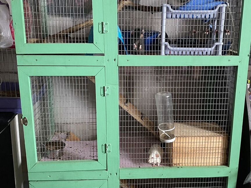 Клетка для грызунов большая