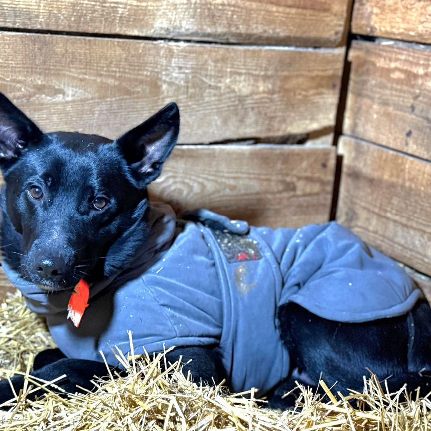 Маленький Трюфель в добрые руки