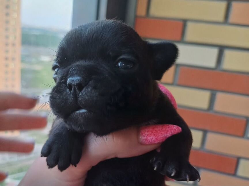 Щенки французского бульдога