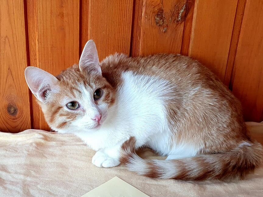 Котята-мальчишки, 5 мес