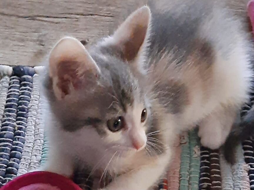 Котенок девочка в добрые руки