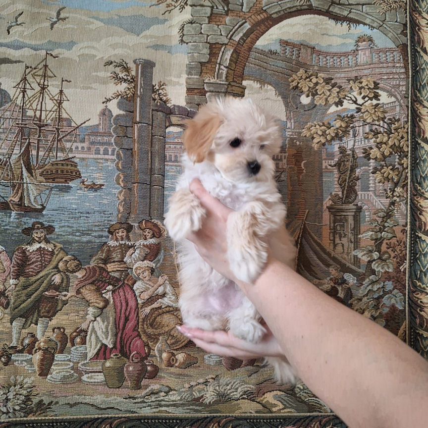 Щенки мальтипу