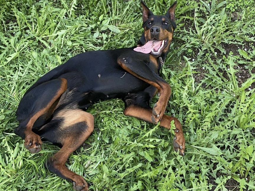 Доберман в добрые руки