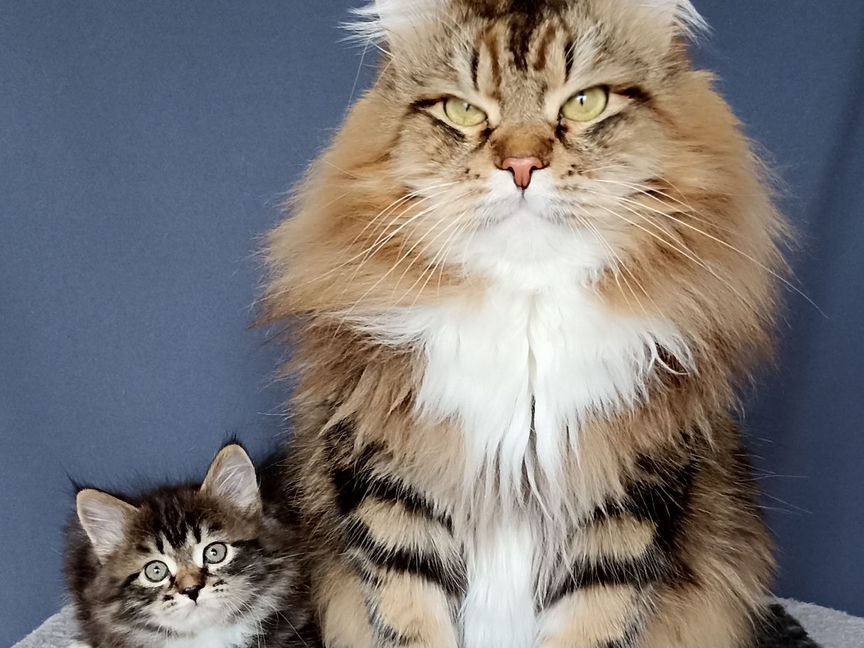 Кошка