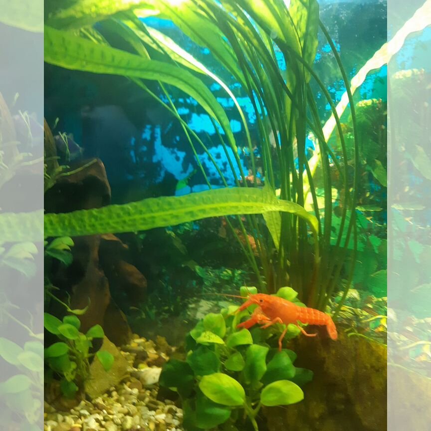 Аквариумный мексиканский рак