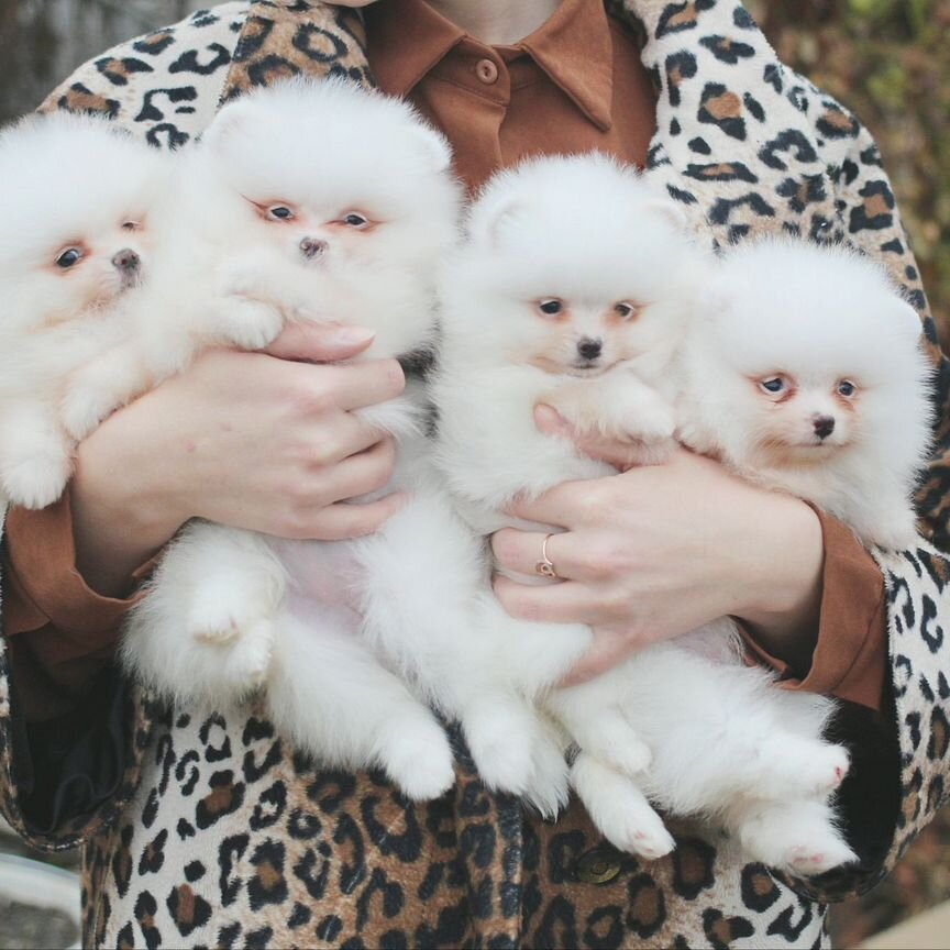 Белый померанский шпиц