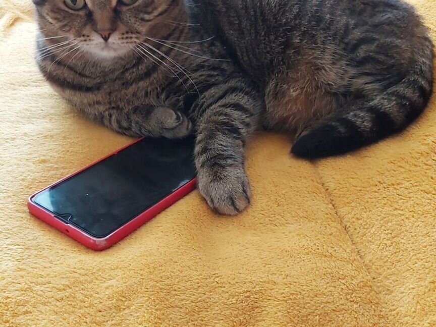 Отдам в добрые и заботливые ручки кошечку Лаки