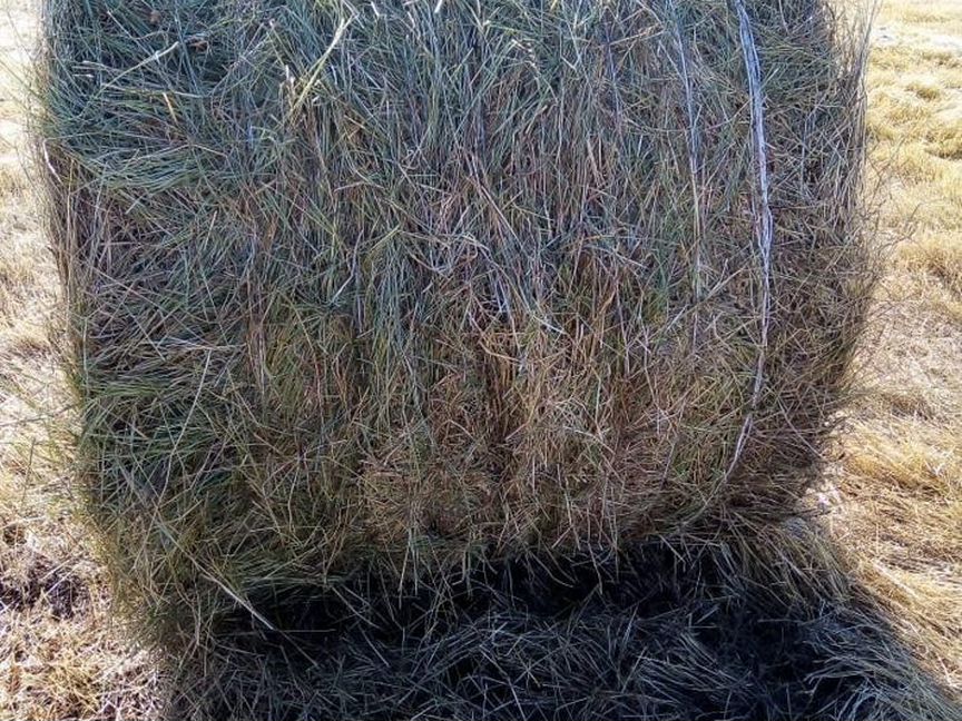 Сено степное 2023 года в рулонах