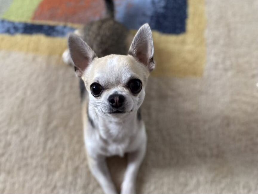 Чихуахуа вязка